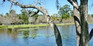Explore Tomball's Best Parks for Family Fun - Lone Star Parties - The ...